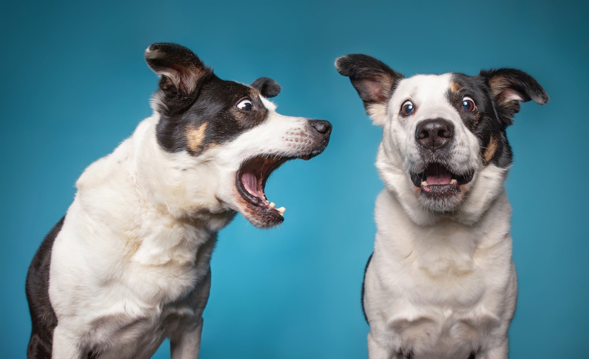 How to Stop These Strange Dog Behaviors