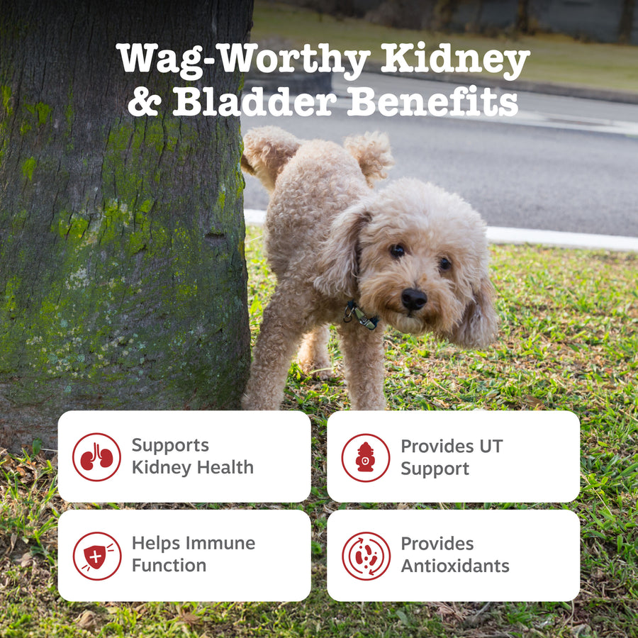 Urinary Tract Bites | UT Support for Dogs | Zesty Paws