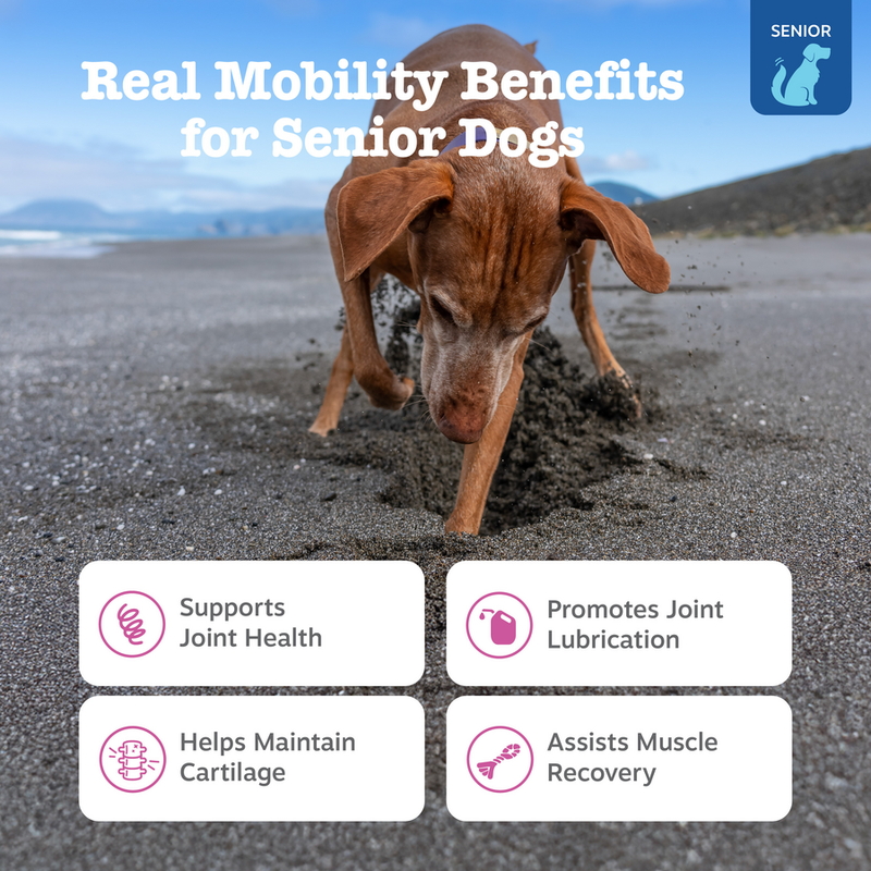 Zesty Paws | Senior Advanced Mobility Bites™ for Dogs