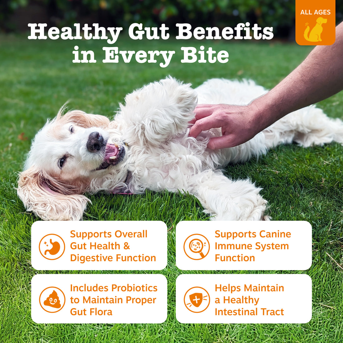 Probiotic Bites™ for Dogs with Digestive Enzymes | Zesty Paws