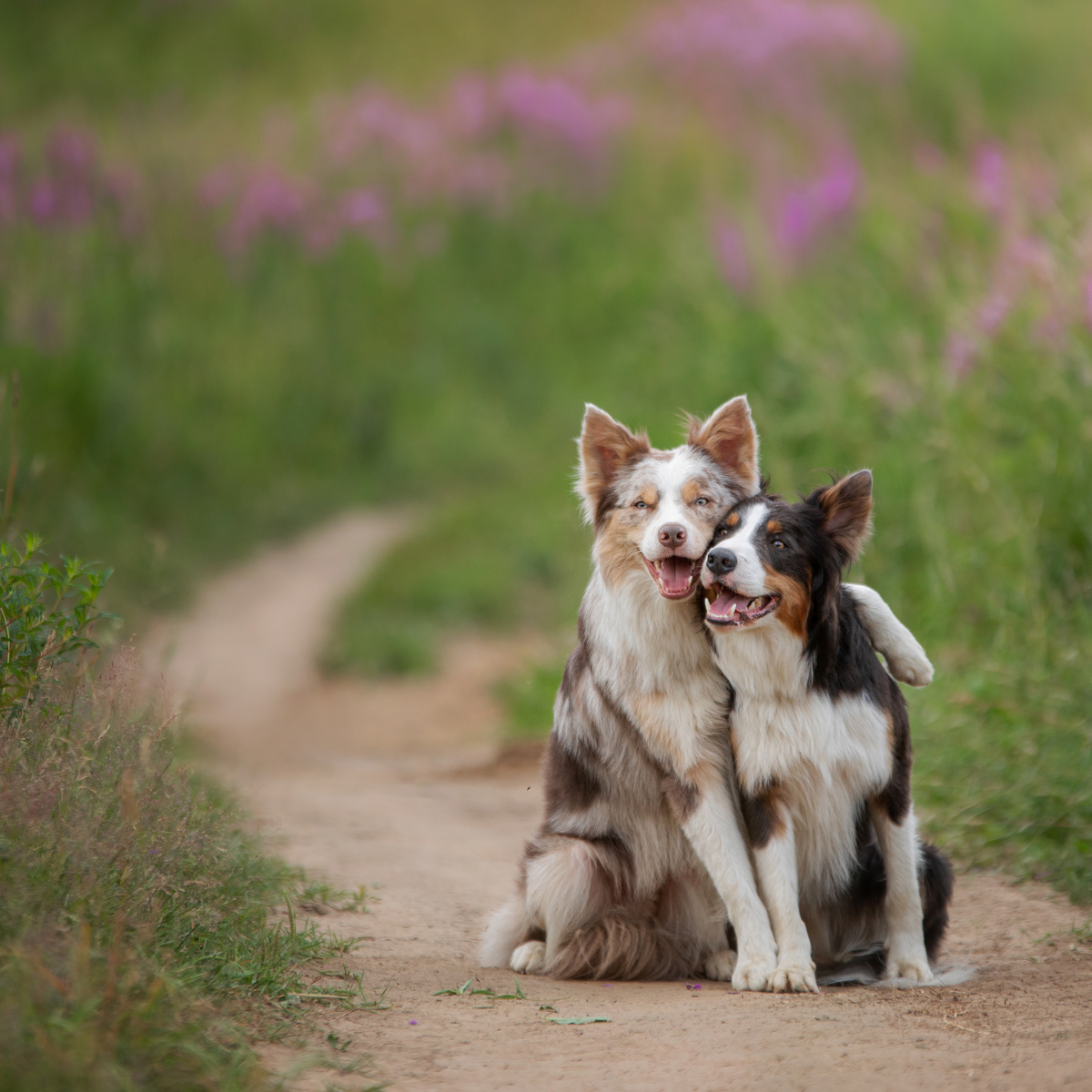 Zesty Paws | Premium Quality Cat and Dog Supplements