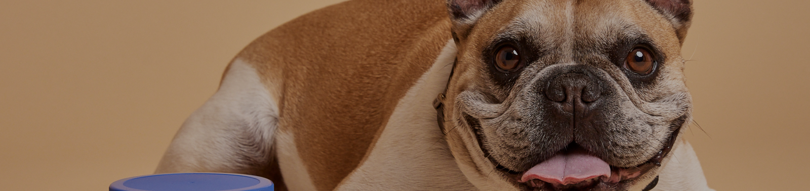 Frequently Asked Questions | Zesty Paws