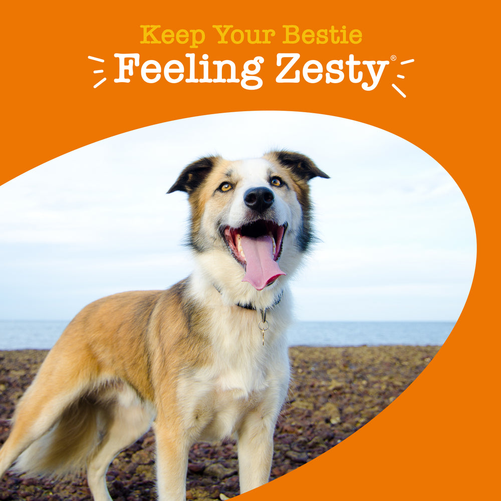 Zesty Paws | Premium Quality Cat and Dog Supplements