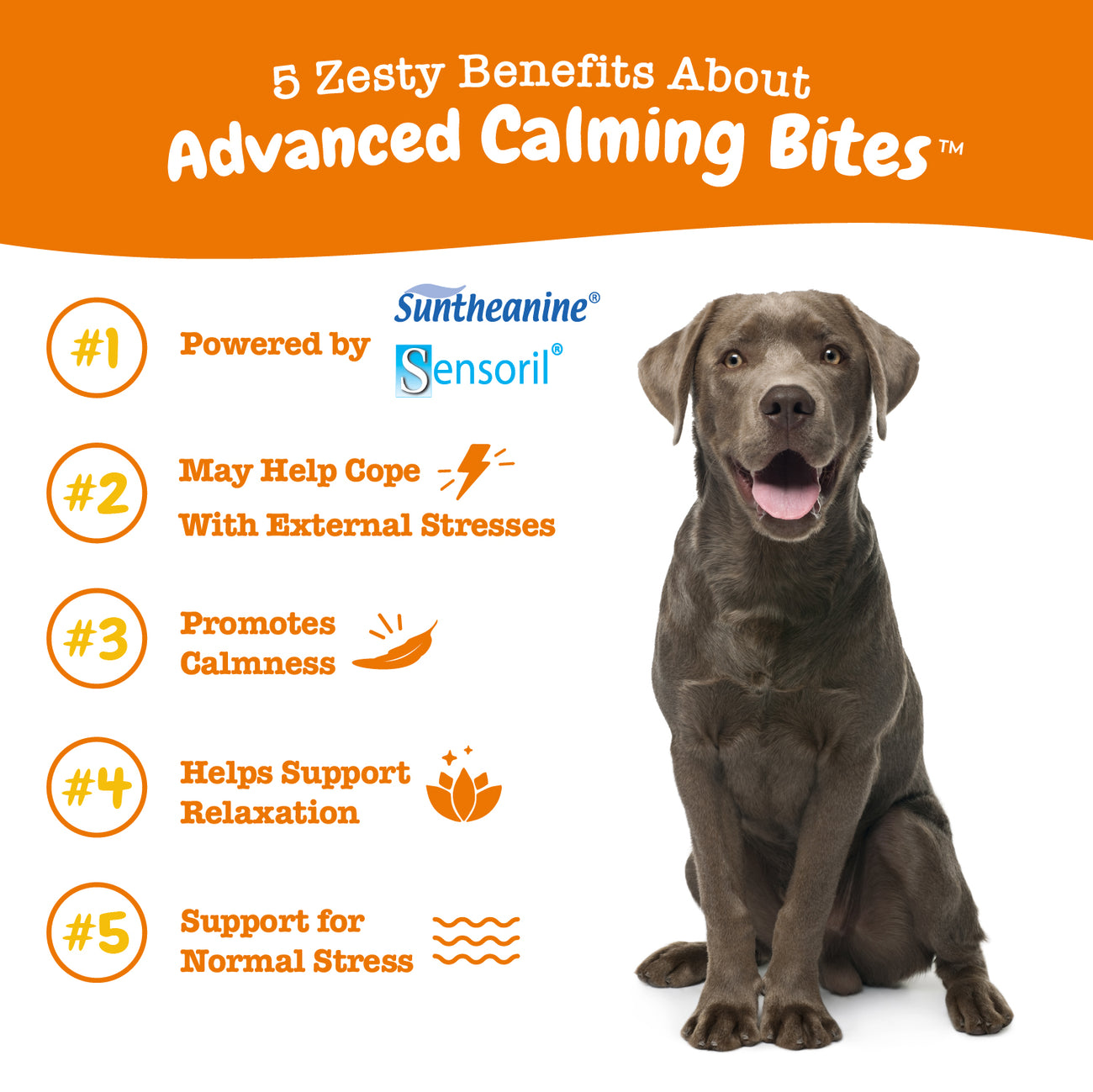 Advanced Calming Bites™ for Dogs | Melatonin | Zesty Paws