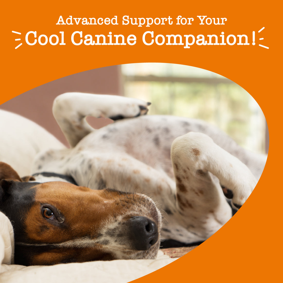 Advanced Calming Bites™ for Dogs | Melatonin | Zesty Paws