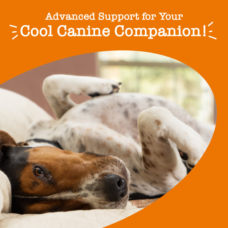 Advanced Calming Bites™ for Dogs | Melatonin | Zesty Paws
