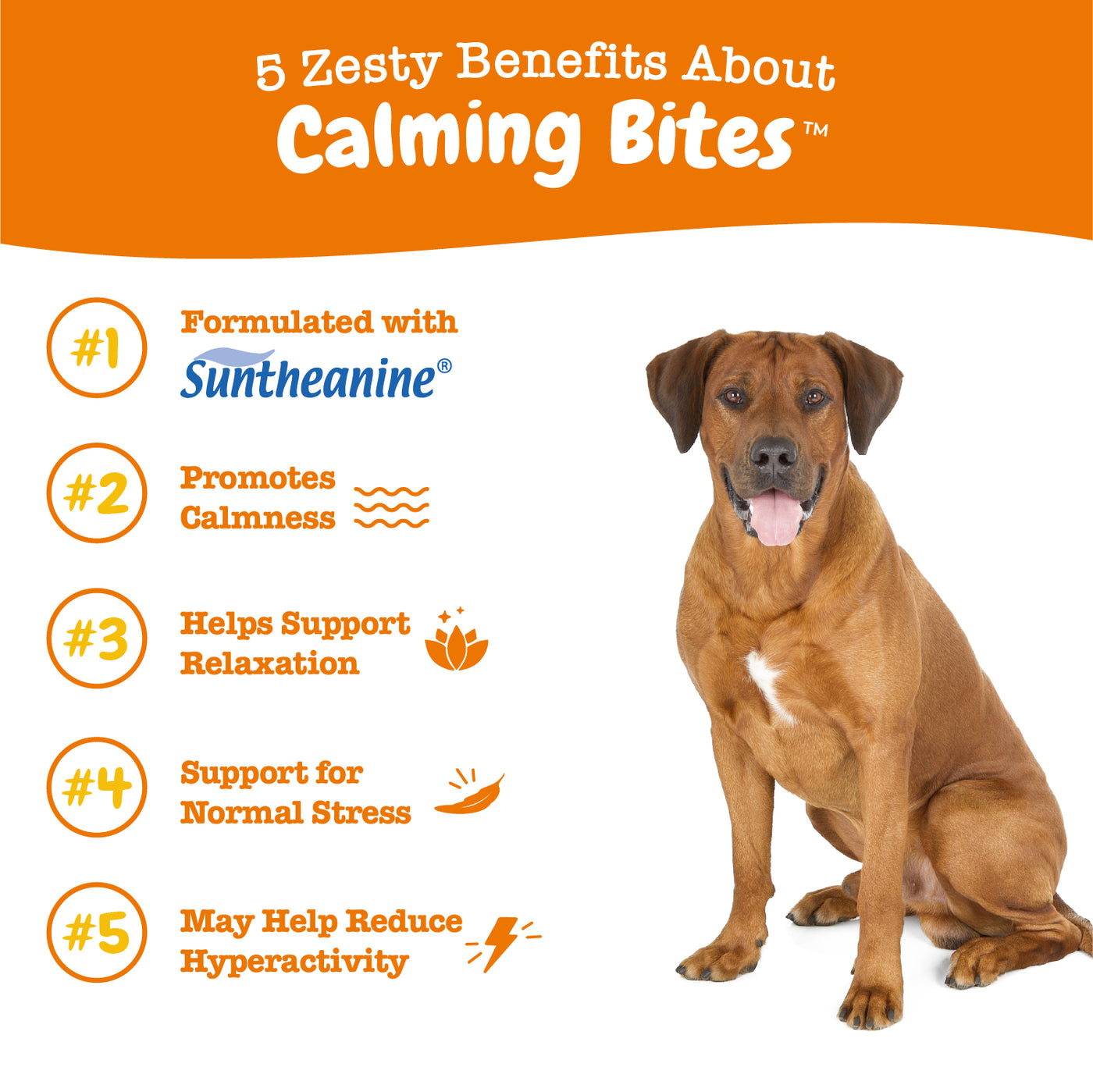 Calming Bites™ for Dogs | Stress & Anxiety | Zesty Paws