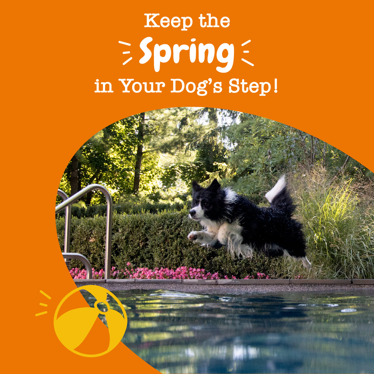 Hip and Joint Mobility Bites™ for Dogs | Zesty Paws