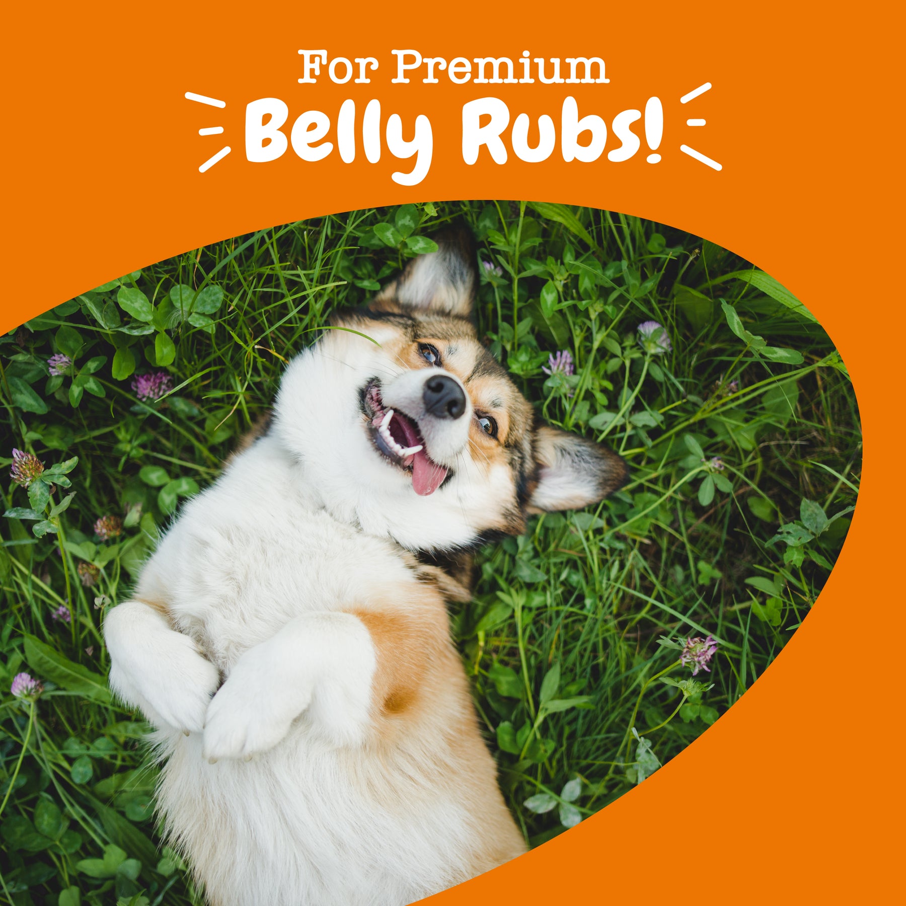 Probiotic Bites™ for Dogs with Digestive Enzymes | Zesty Paws