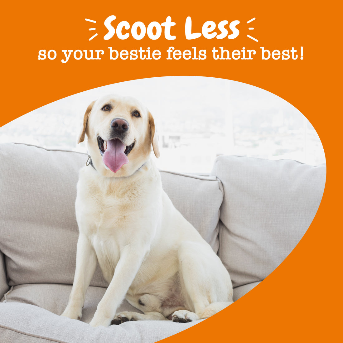 Scoot Away Bites™ for Dogs | Zesty Paws