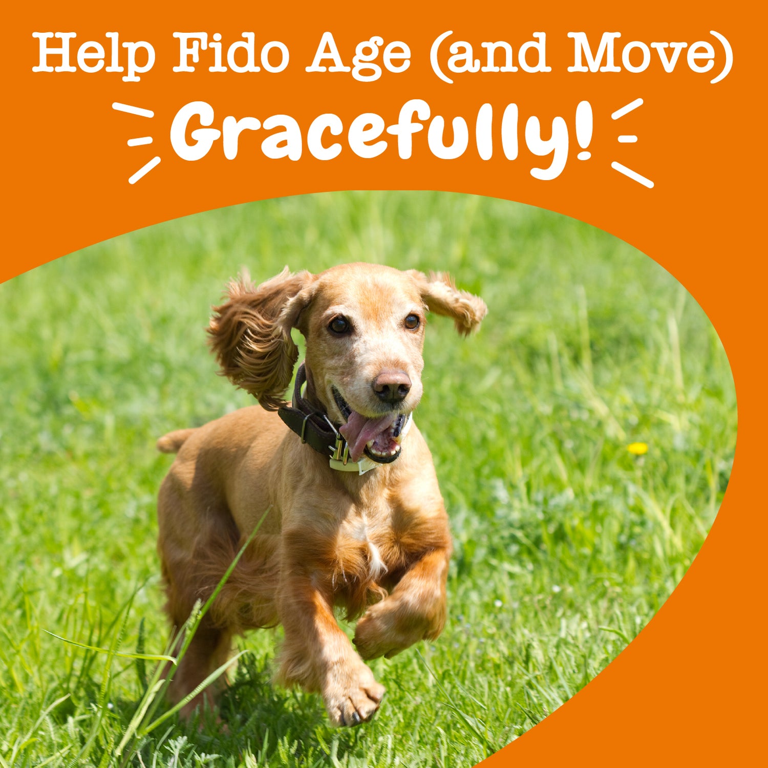 Zesty Paws | Senior Advanced Mobility Bites™ for Dogs